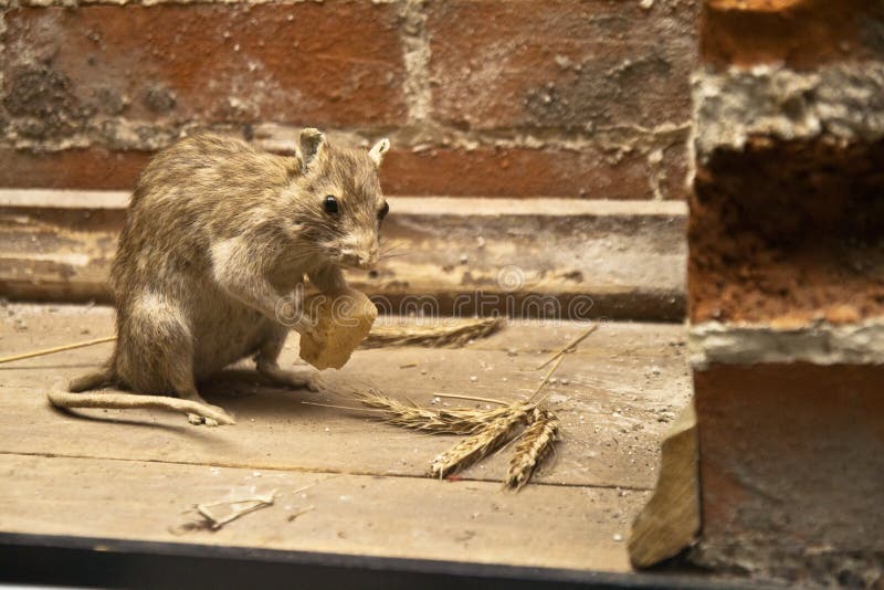 Mouse stock image. Image of tail, lovely, mouse, fluffy - 9872013