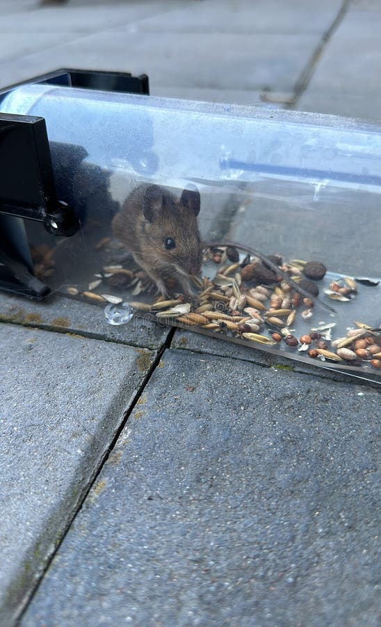 Mouse alive in a mousetrap stock photo. Image of risk - 293301910