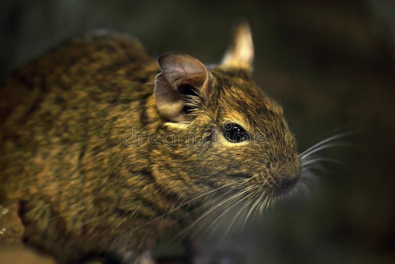 Mouse animal closeup stock image. Image of tailed, chilean - 40163185