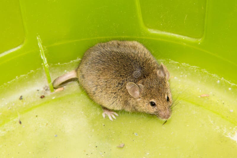 Mouse Animal Pets Mammal Wild Stock Image - Image of pets, brown: 50424311