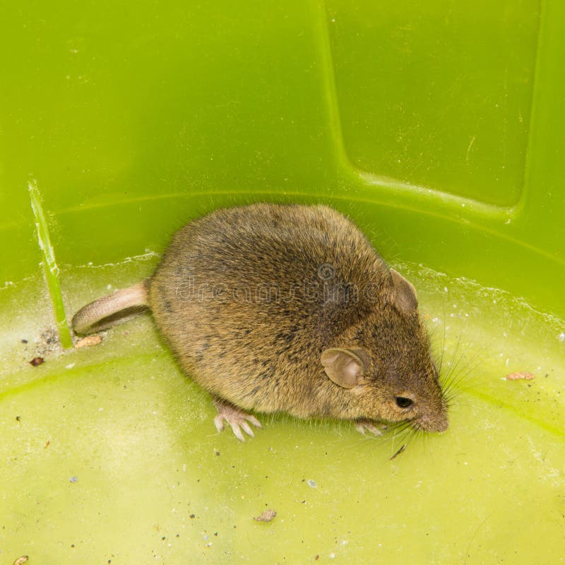 Mouse Animal Pets Mammal Wild Stock Photo - Image of house, portrait ...