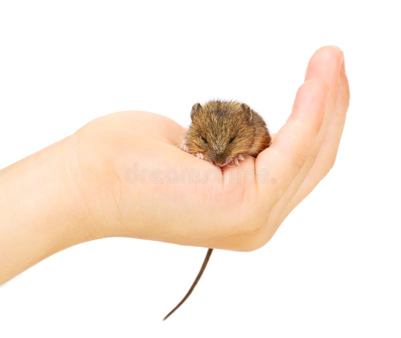 Mouse in the house stock image. Image of grass, grate - 13275381