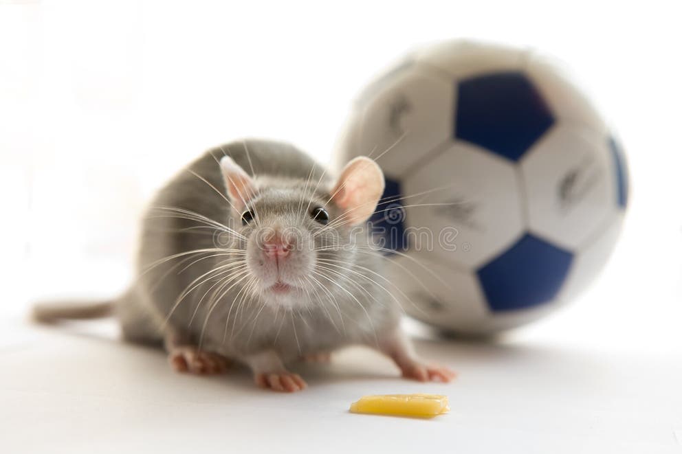 Mouse and ball stock photo. Image of rodent, ball, cheese - 10619674