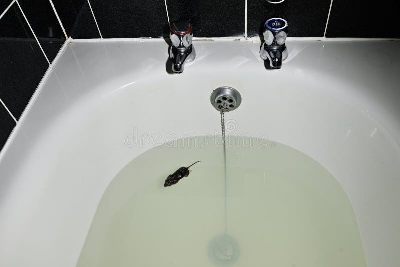 A mouse in the bath stock photo. Image of floor, ceramic - 314653678