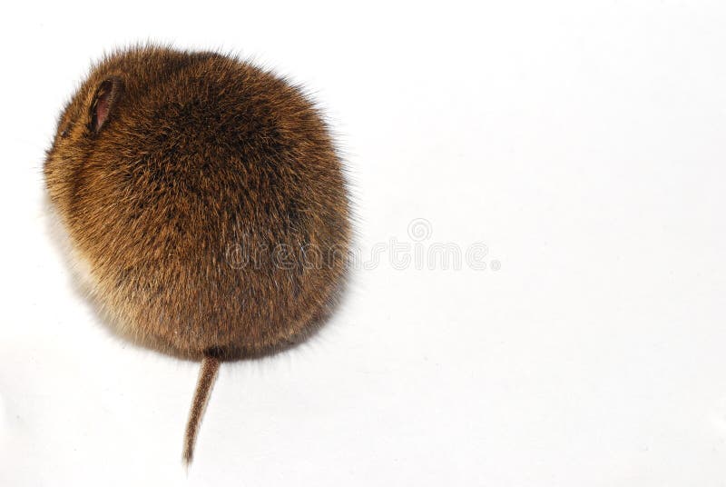 Cat Behind Mouse Stock Photos - Free & Royalty-Free Stock Photos from ...