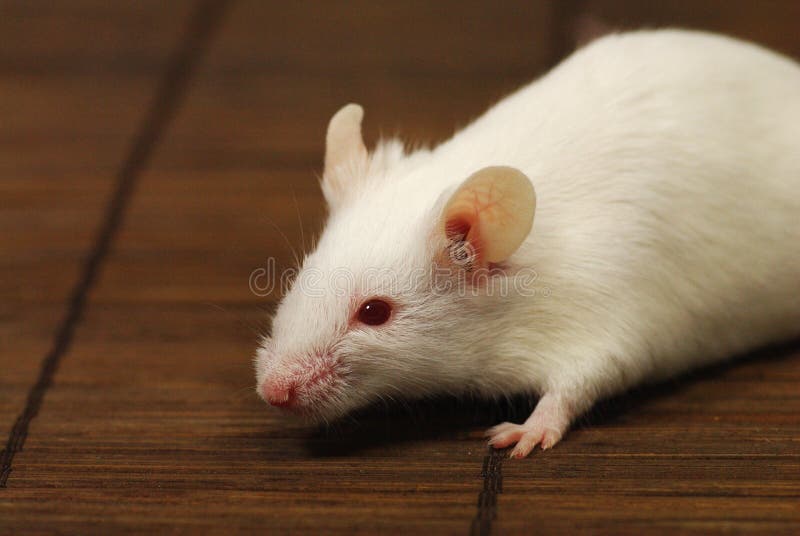 Mouse sulla rotella immagine stock. Immagine di cerchio - 542095