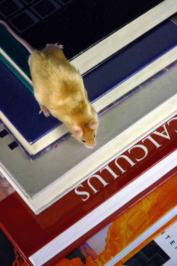 Mouse on books stock image. Image of rodent, mice, learning - 516535
