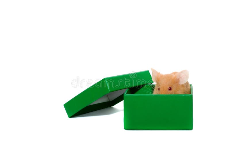 Mouse a box. stock image. Image of animal, mouse, domestic - 3316923