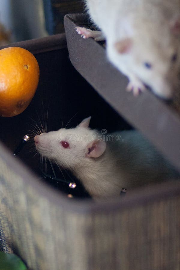 Mouse in the Box. Rats in a Basket. White Mouse Stock Photo - Image of ...