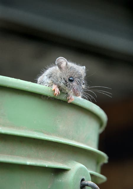 Mouse on bucket stock photo. Image of mouse, frightened - 193836