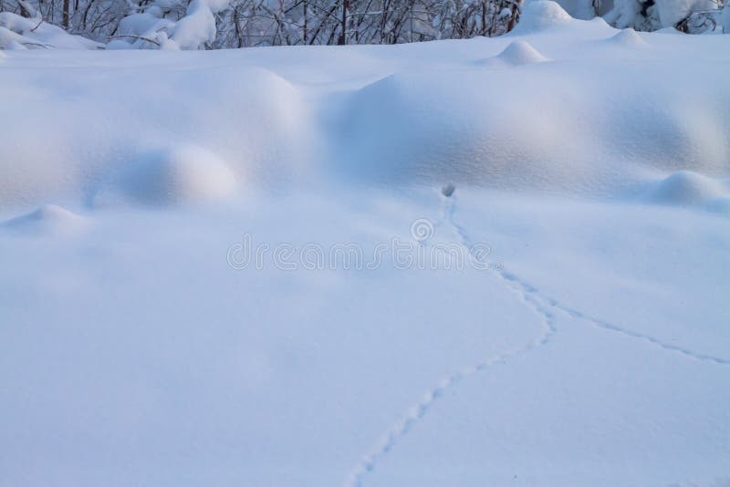 Mouse Burrow in Winter in the Snow and Mouse Tracks in the Snow Stock ...