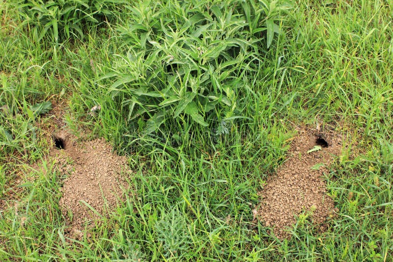 Field Mouse Burrows Stock Photos - Free & Royalty-Free Stock Photos ...