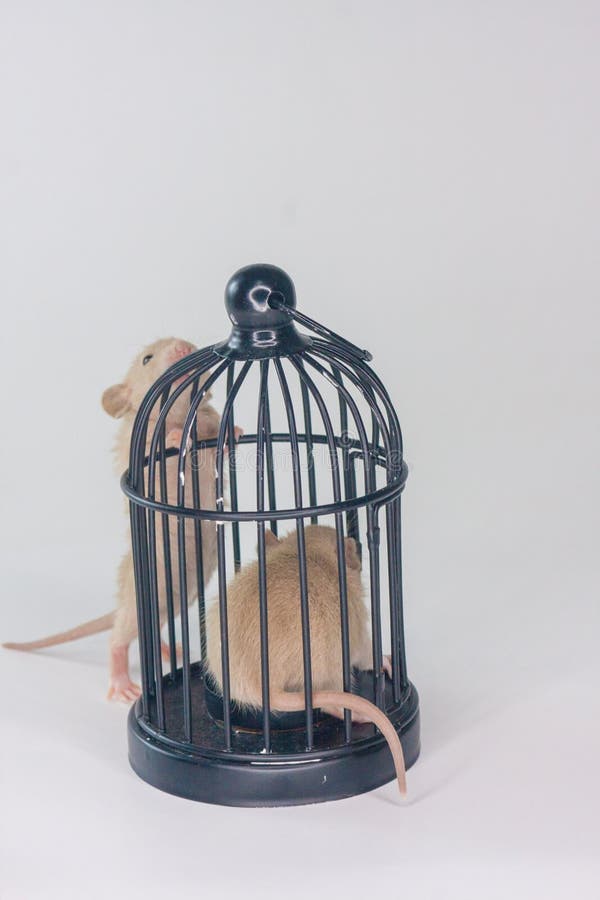 Lab mouse in a cage stock photo. Image of research, animal - 10985986