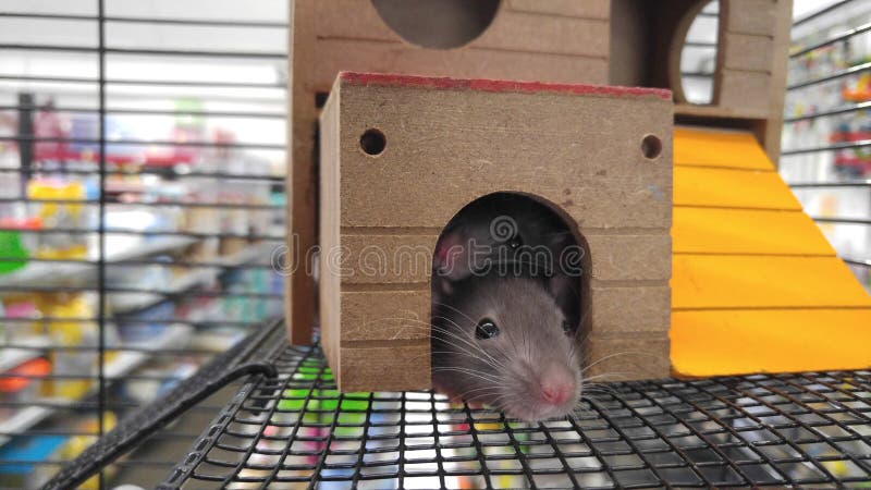 Mouse In Cage Picture. Image: 82989548