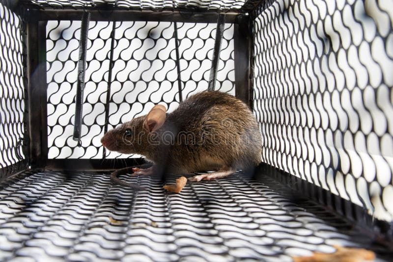 A mouse in the Cage stock photo. Image of metal, eyes - 73335482