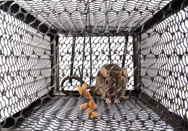A mouse in the Cage stock image. Image of mesh, lockup - 73336459