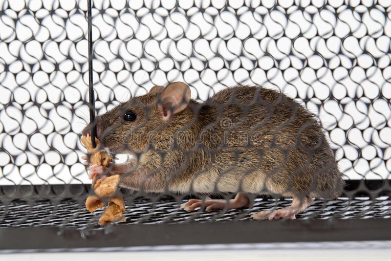 A mouse in the Cage stock photo. Image of freedom, home - 73336754