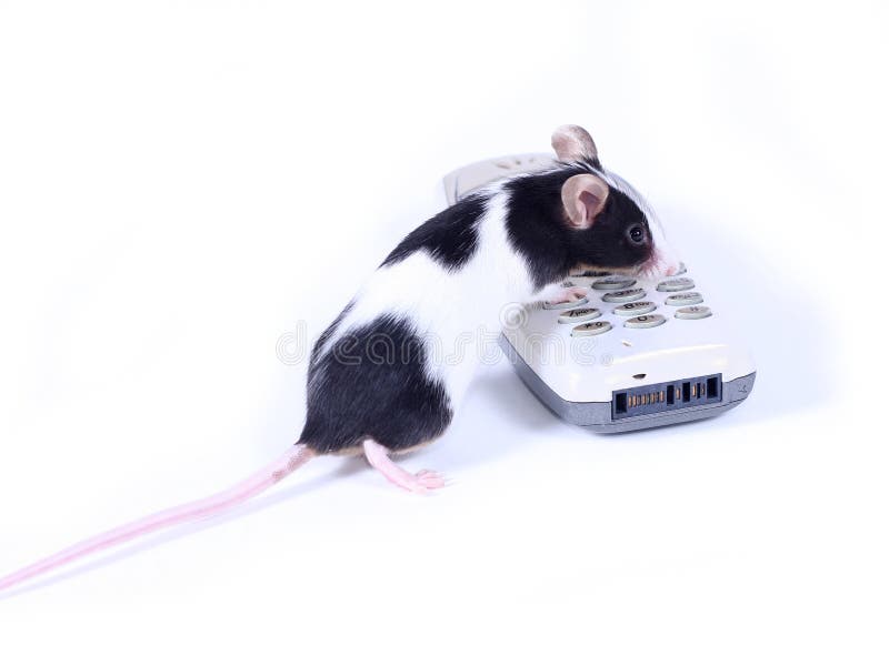 Mouse calling stock photo. Image of guinea, ringing, phone - 429098