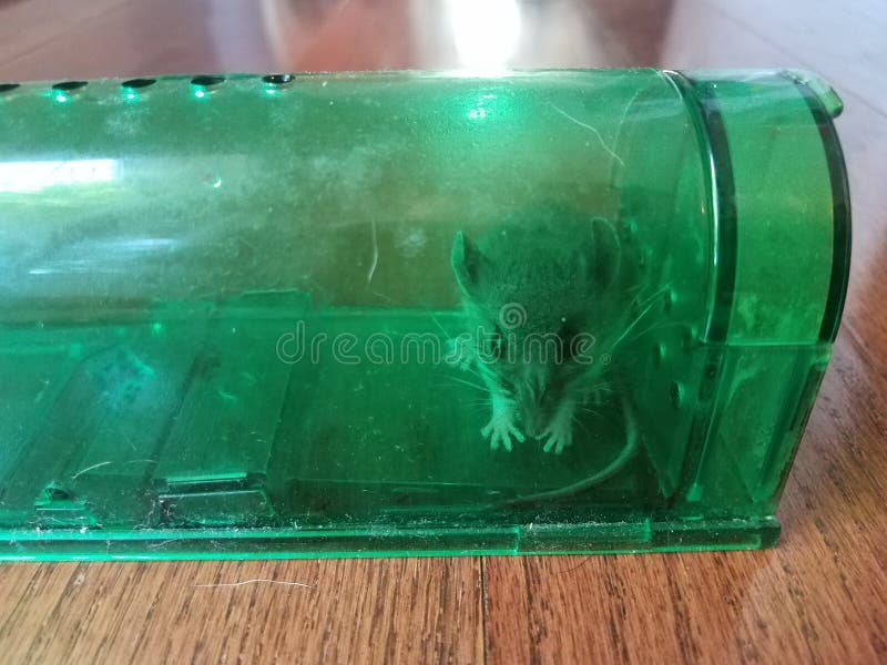 Mouse Captured or Trapped in Non Lethal Green Plastic Mouse Trap Stock ...