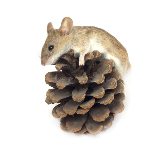 Siberian Mouse Loli Scarlet Stock Photos - Free & Royalty-Free Stock ...