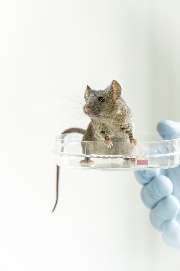 Mouse in a Cell Culture Dish Stock Image - Image of tube, dish: 164012345
