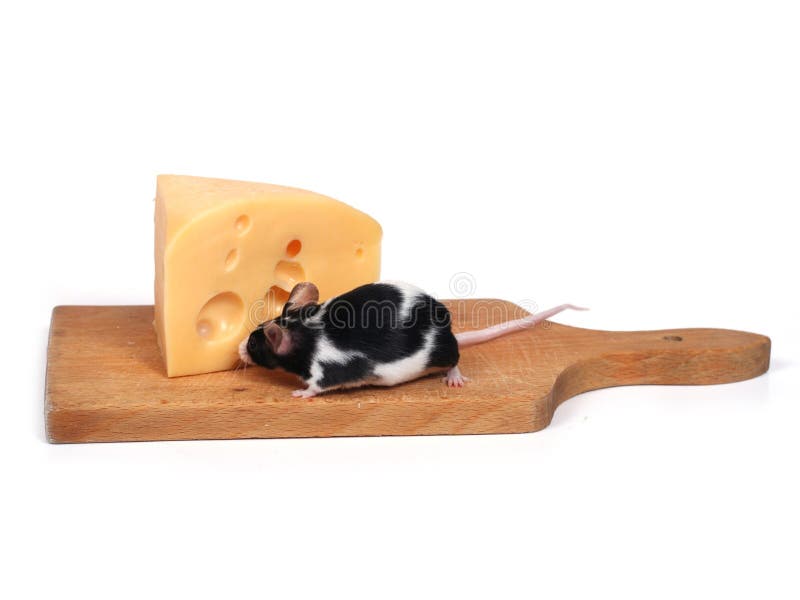 Mouse and cheese stock image. Image of bait, food, cute - 1246407