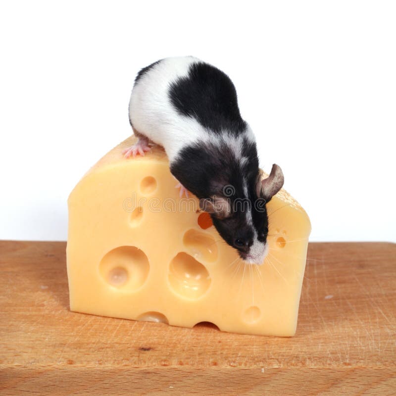 Mouse and cheese stock photo. Image of cute, look, macro - 1246430