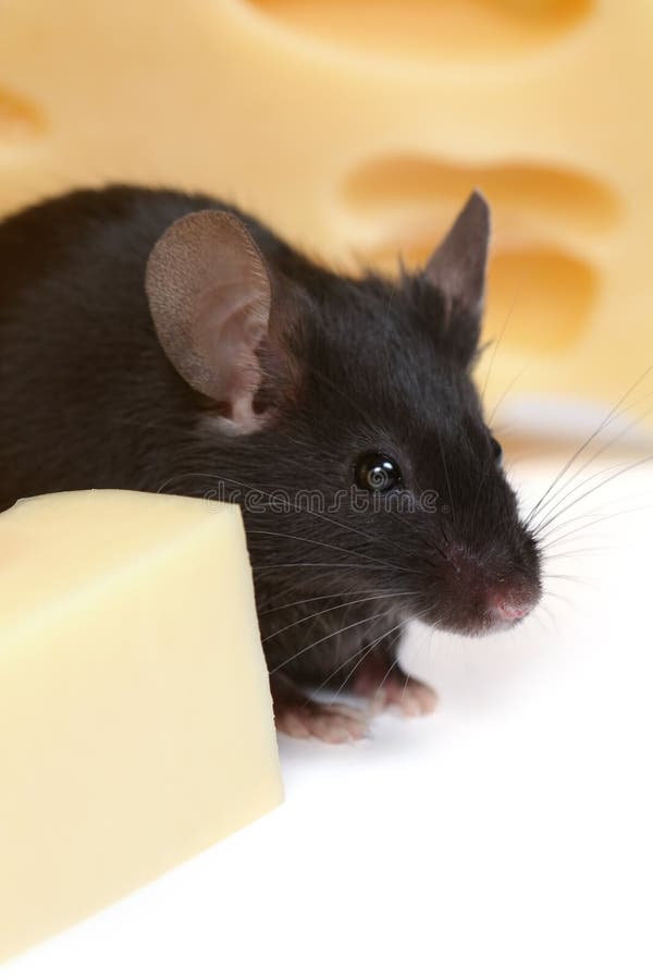 Mouse and cheese stock image. Image of mouse, head, listening - 1409409