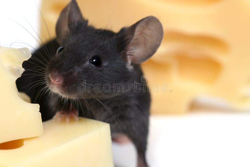 Mouse and cheese stock image. Image of portret, domestic - 1246433