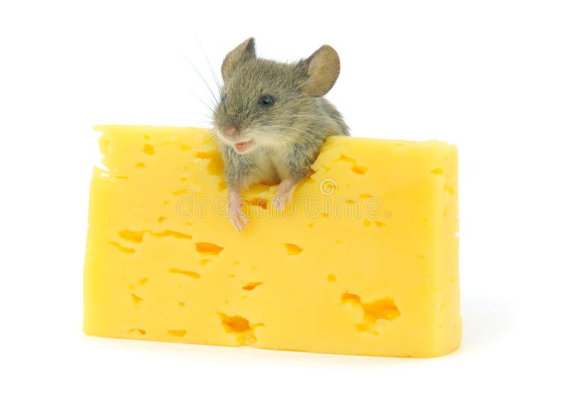 Mouse and cheese stock photo. Image of yellow, rodent - 22091796