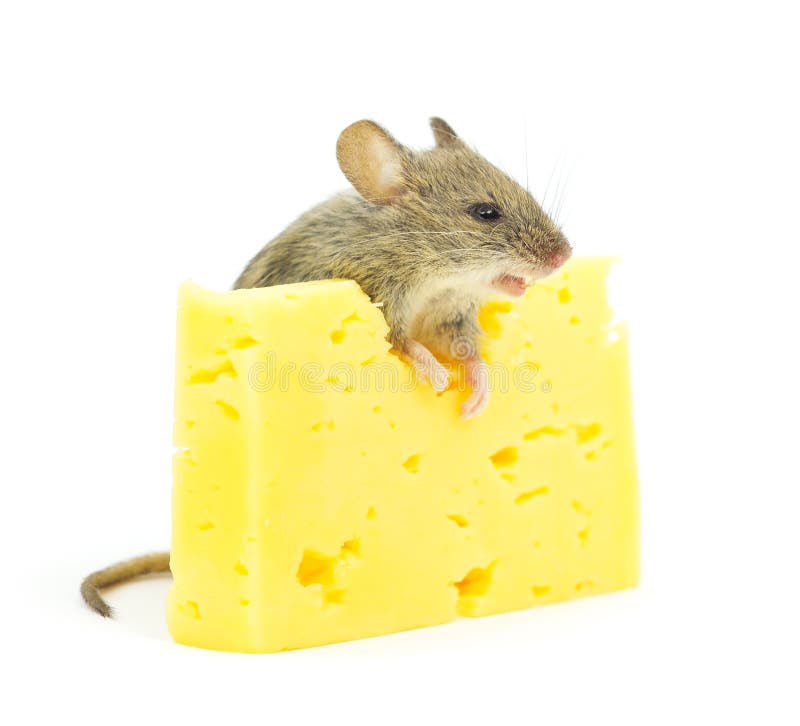 Mouse and cheese stock photo. Image of yellow, rodent - 22091796