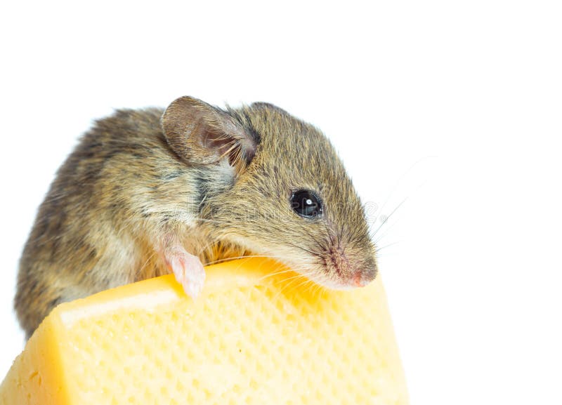 Mouse with cheese stock image. Image of grey, closeup - 57536535