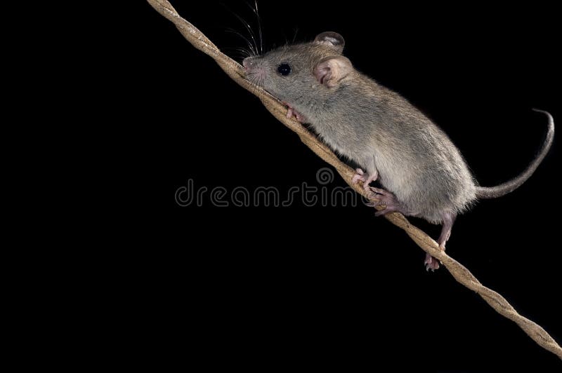Mouse Climbing, Mus Musculus Stock Photo - Image of grabbing, little ...