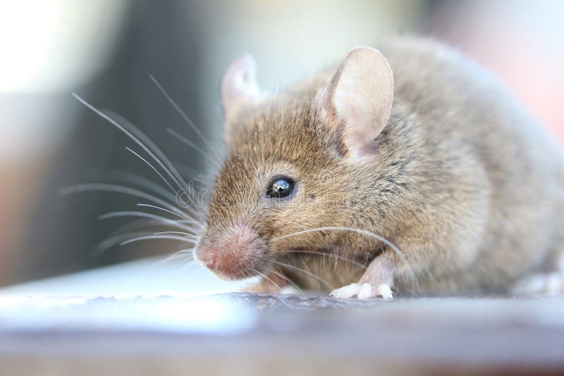 Field Mouse stock photo. Image of nature, animal, rodent - 9693200
