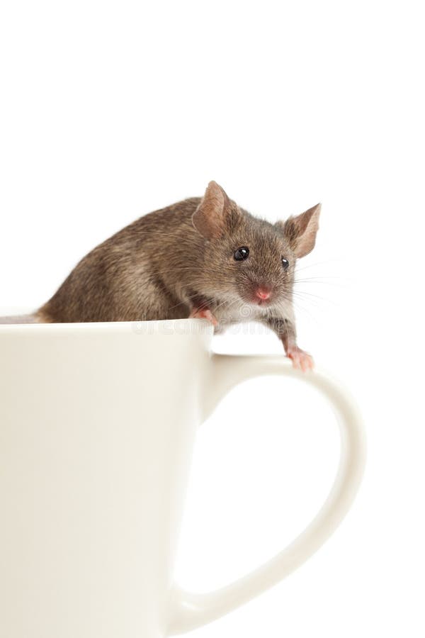 Small mouse stock photo. Image of black, closeup, domestic - 16588624