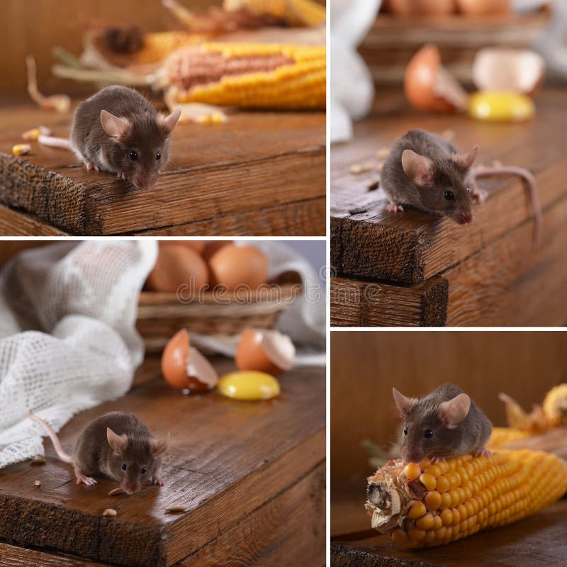 Mouse. stock photo. Image of collage, animal, little - 46678646