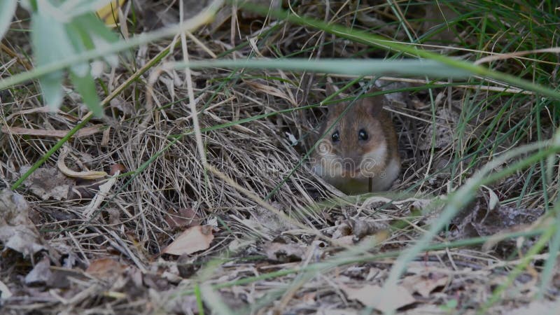 A Mouse Comes Out of Its Hole Under a Bush Stock Video - Video of mouse ...