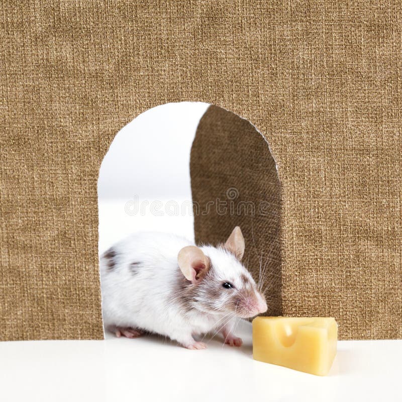 Mouse Hole Stock Photos - Download 989 Royalty Free Photos