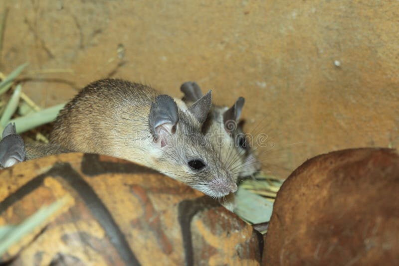 Topolino Spinoso Dell'Asia Minore Fotografia Stock - Immagine di asia ...