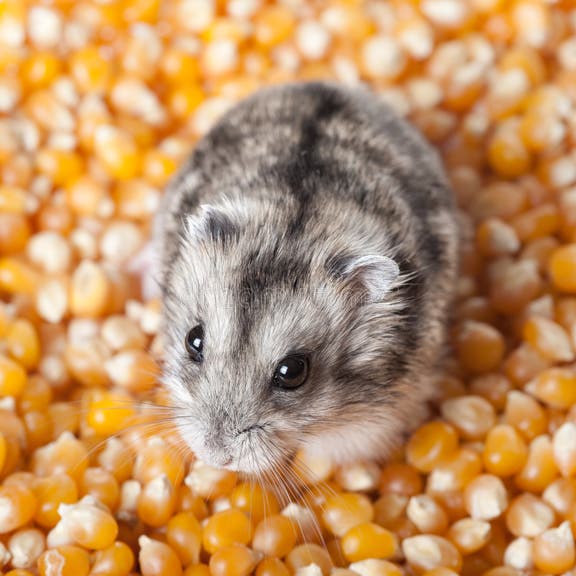 Mouse on corn stock photo. Image of grain, yellow, mouse - 23595562