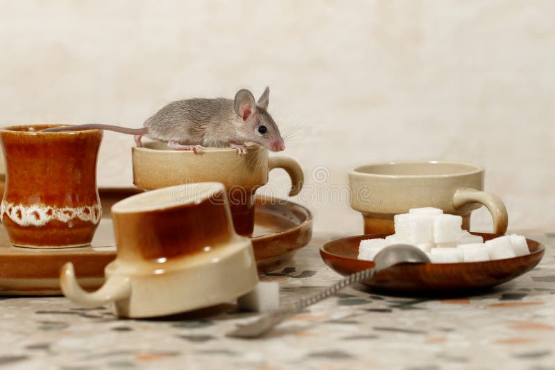 The Mouse Crouched on the Cup on the Kitchen Table. Stock Photo - Image ...