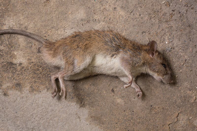 The Mouse Dead on Dirty Floor Image Stock Image - Image of floor ...