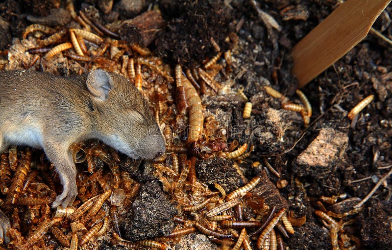 Mouse dead stock photo. Image of mouse, greedy, parasite - 67094836