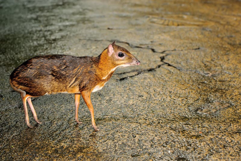Mouse deer stock image. Image of color, mammal, hunt - 43760971
