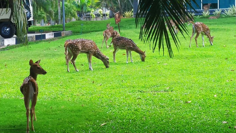 Mouse deer stock image. Image of grass, pasture, cute - 293121799