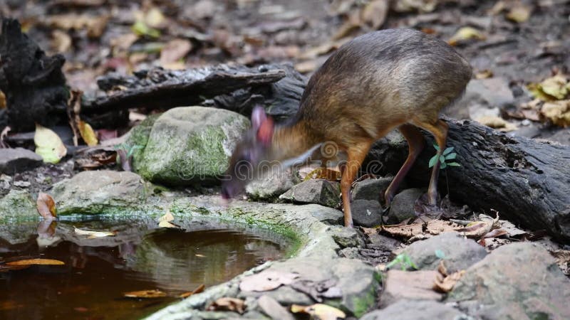 Thirsty deer stock video. Video of river, water, deer - 351685977