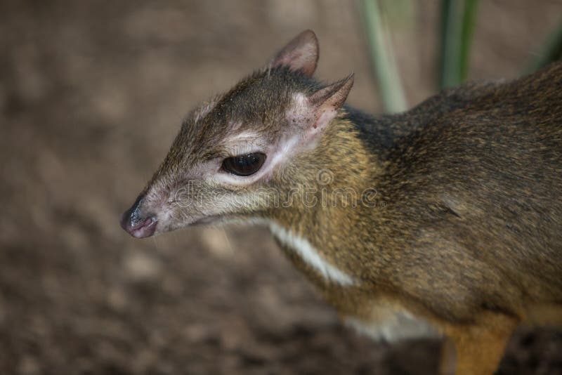 Mouse deer stock photo. Image of lesser, mammal, thicket - 60203026
