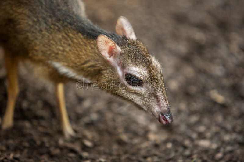 Mouse deer stock photo. Image of lesser, mammal, thicket - 60203026