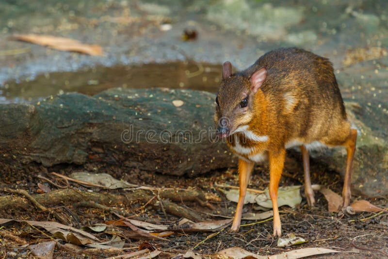 Mouse,deer,Mouse-deer in Zoo of Thailand Stock Image - Image of ...