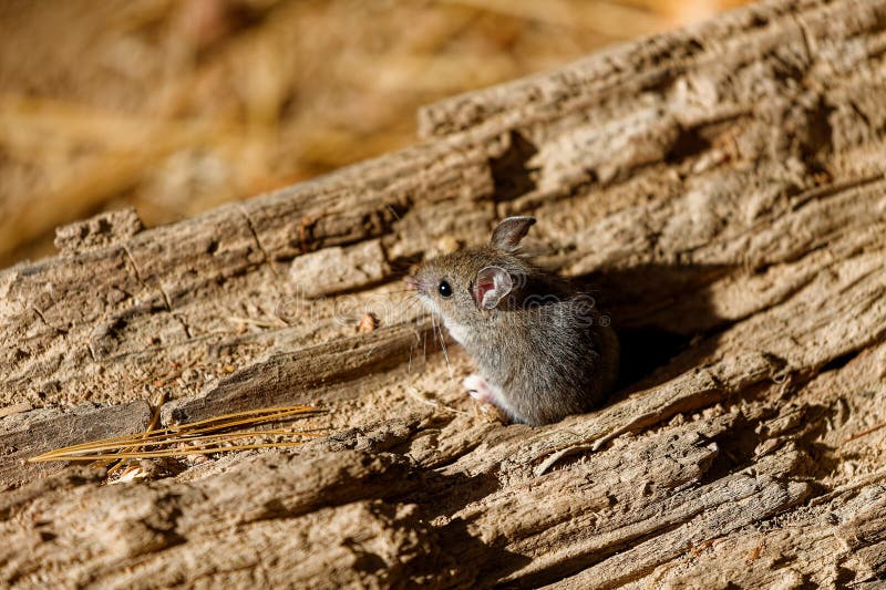 The deer mouse stock image. Image of life, habitat, native - 333167569